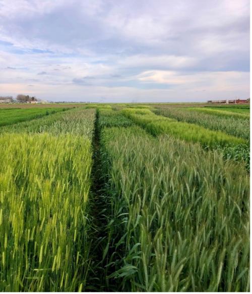 #16 The PEAS Fellowship: A unique mentoring opportunity | Gaudin Lab